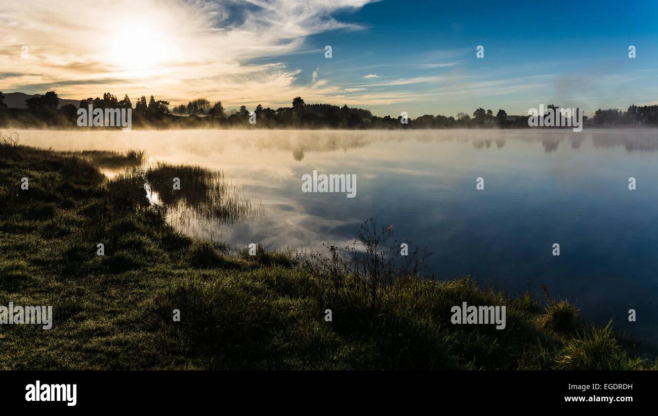 Swamp forest new zealand hi-res stock photography and images - Alamy