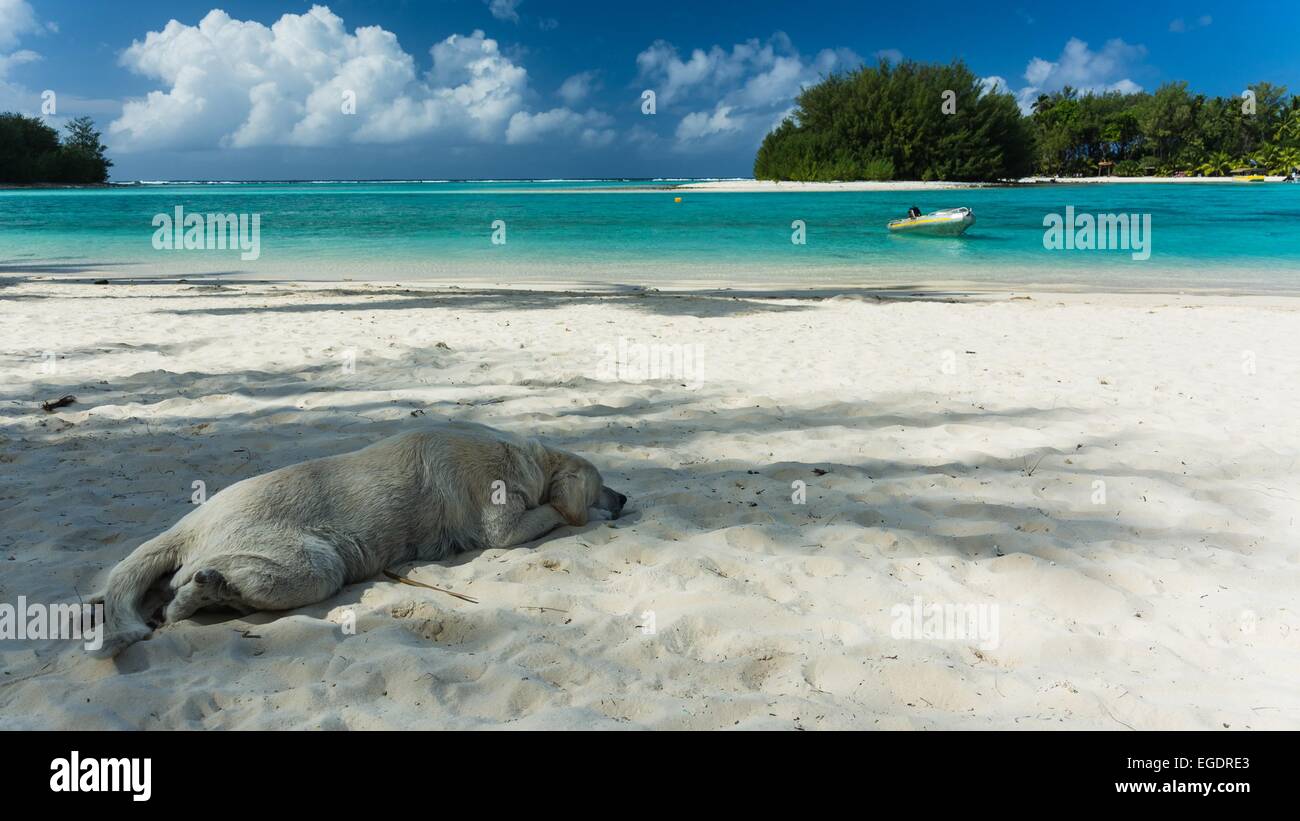 the incredibly blue ocean at the cook islands Stock Photo - Alamy