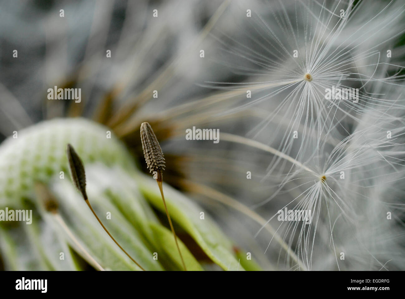 Dandelion seed hi-res stock photography and images - Alamy