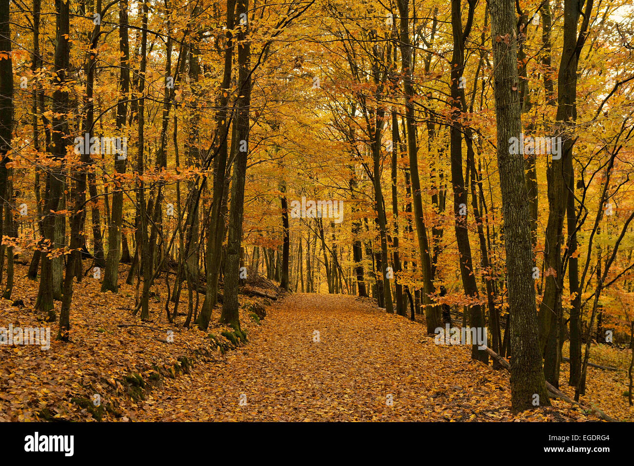 The forest trail hi-res stock photography and images - Alamy