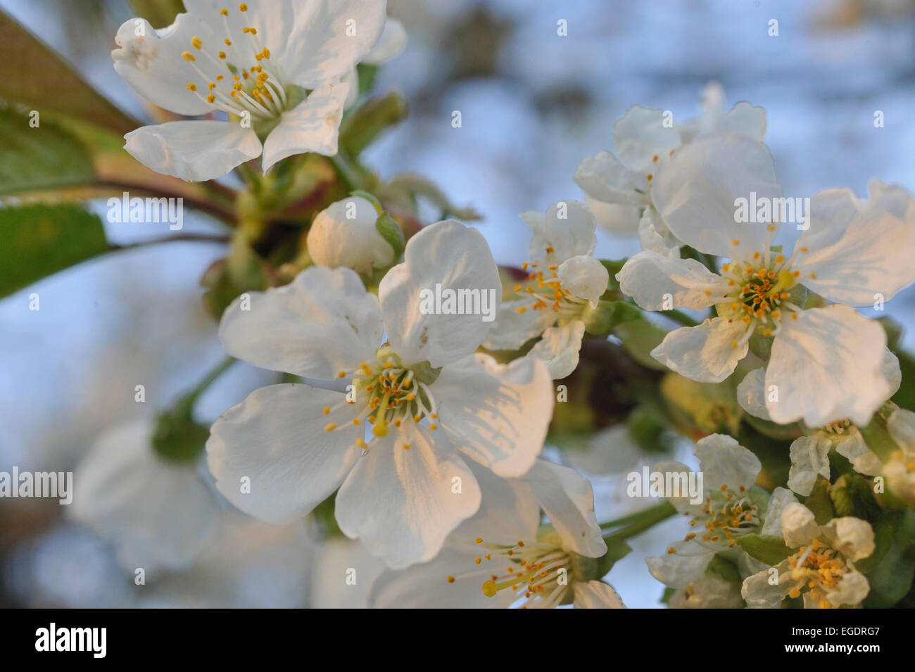 Full blo hi-res stock photography and images - Alamy