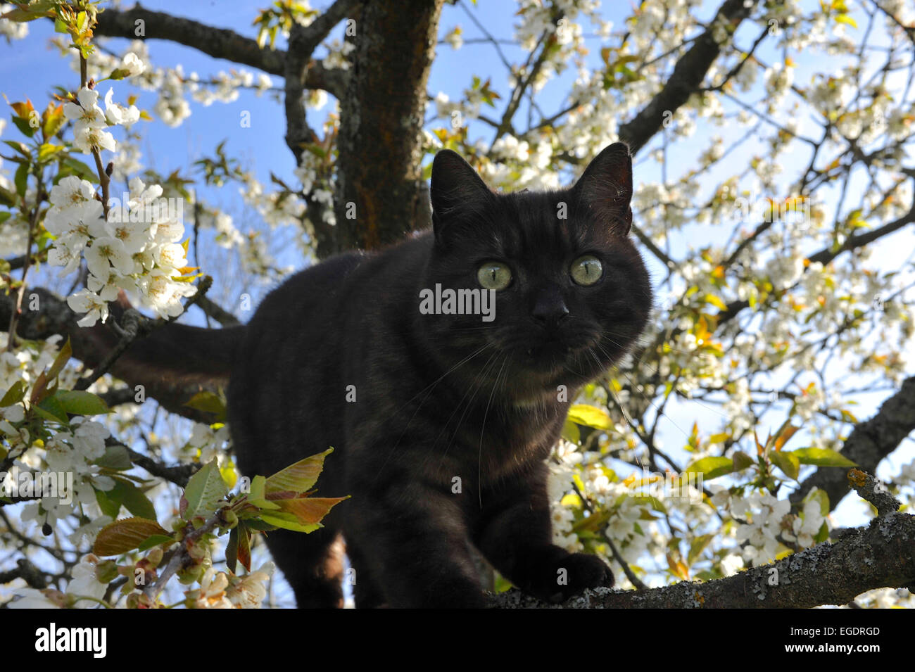 Domestic cat cherry tree hi-res stock photography and images - Alamy