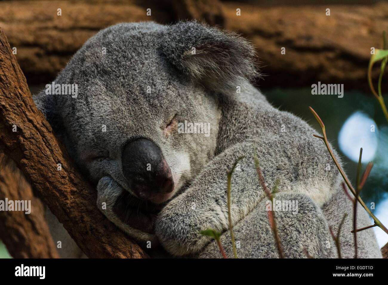 A koala portrait Stock Photo - Alamy