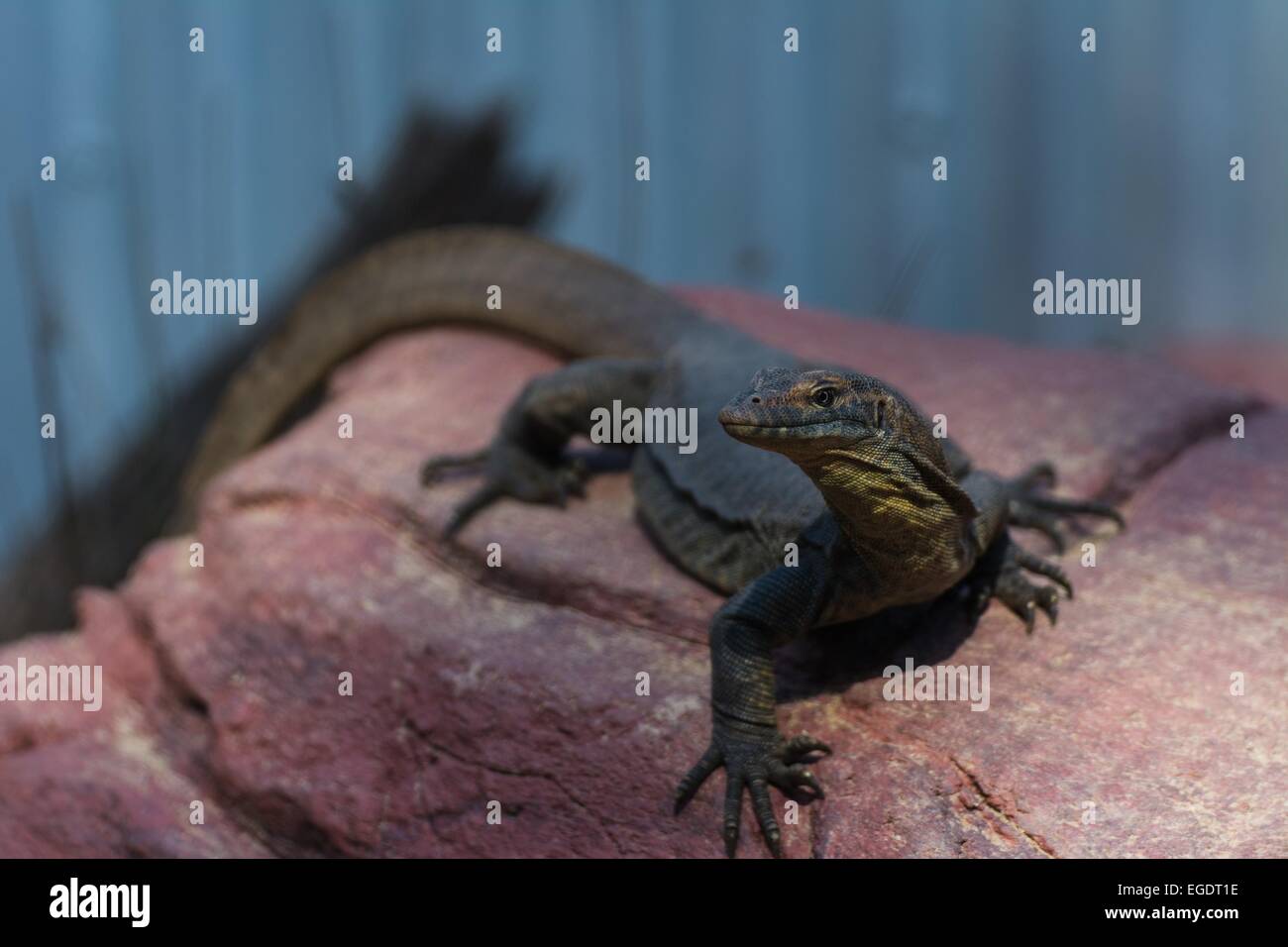 Sand lizard dorset hi-res stock photography and images - Alamy
