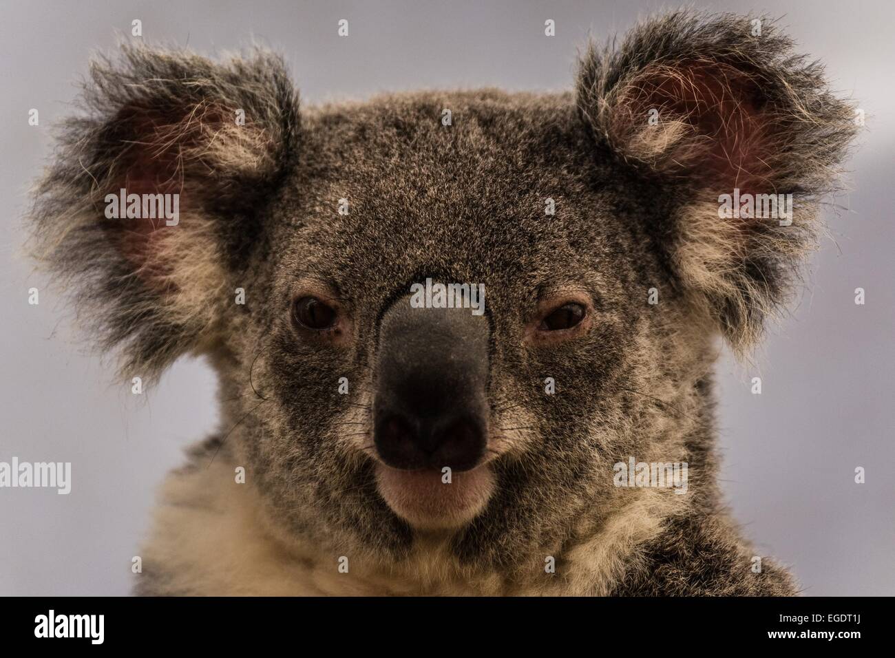 Koala portrait hi-res stock photography and images - Alamy