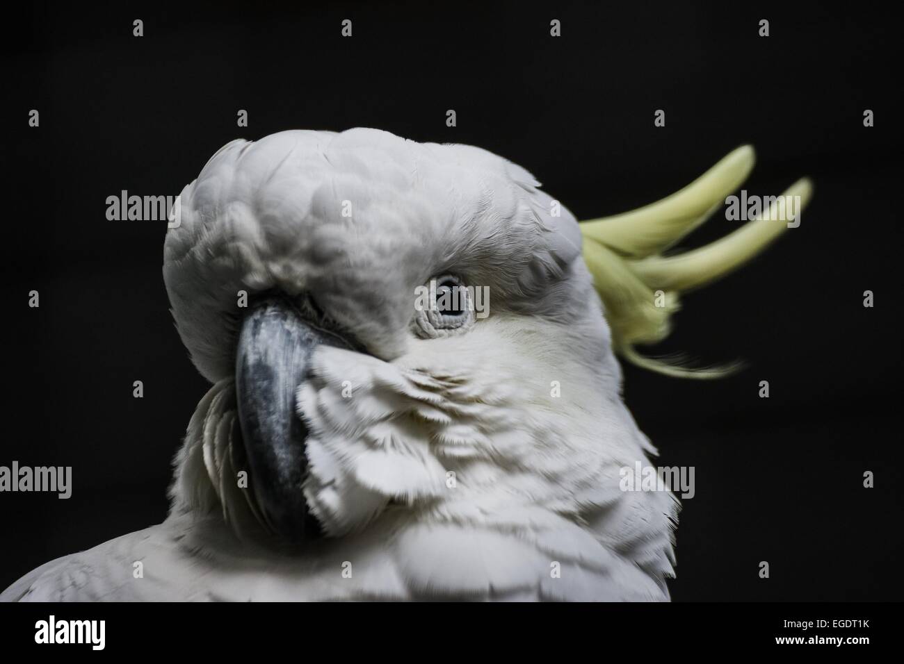 Cockatoo close up hi-res stock photography and images - Alamy