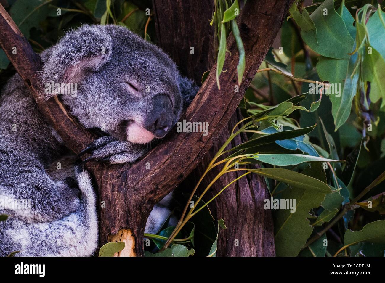 Old koala hi-res stock photography and images - Alamy