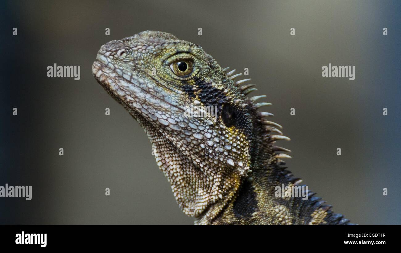 Sand lizard dorset hi-res stock photography and images - Alamy