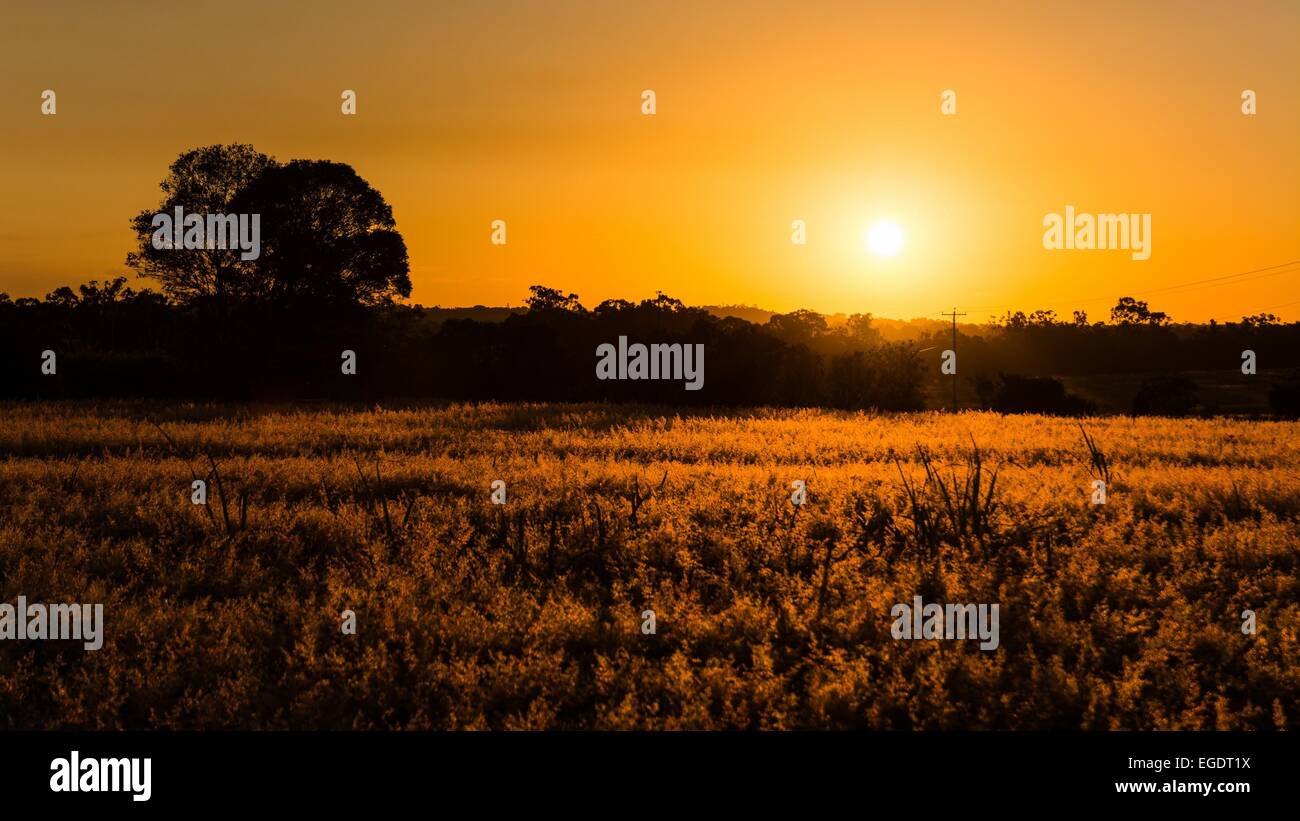 portrait of wheat Stock Photo - Alamy