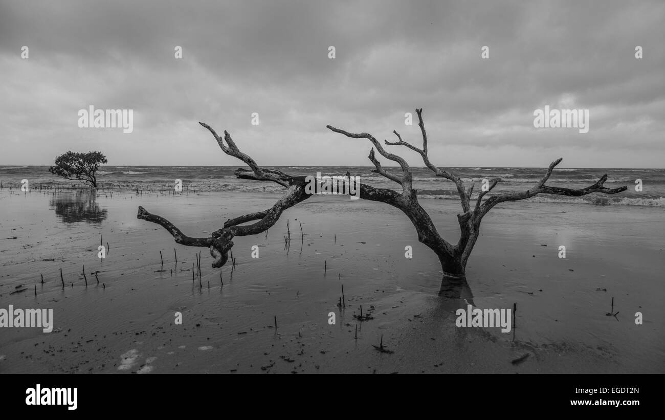 Australia dead tree hi-res stock photography and images - Alamy