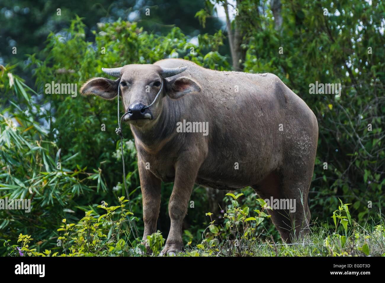 Asian buffalo hi-res stock photography and images - Alamy