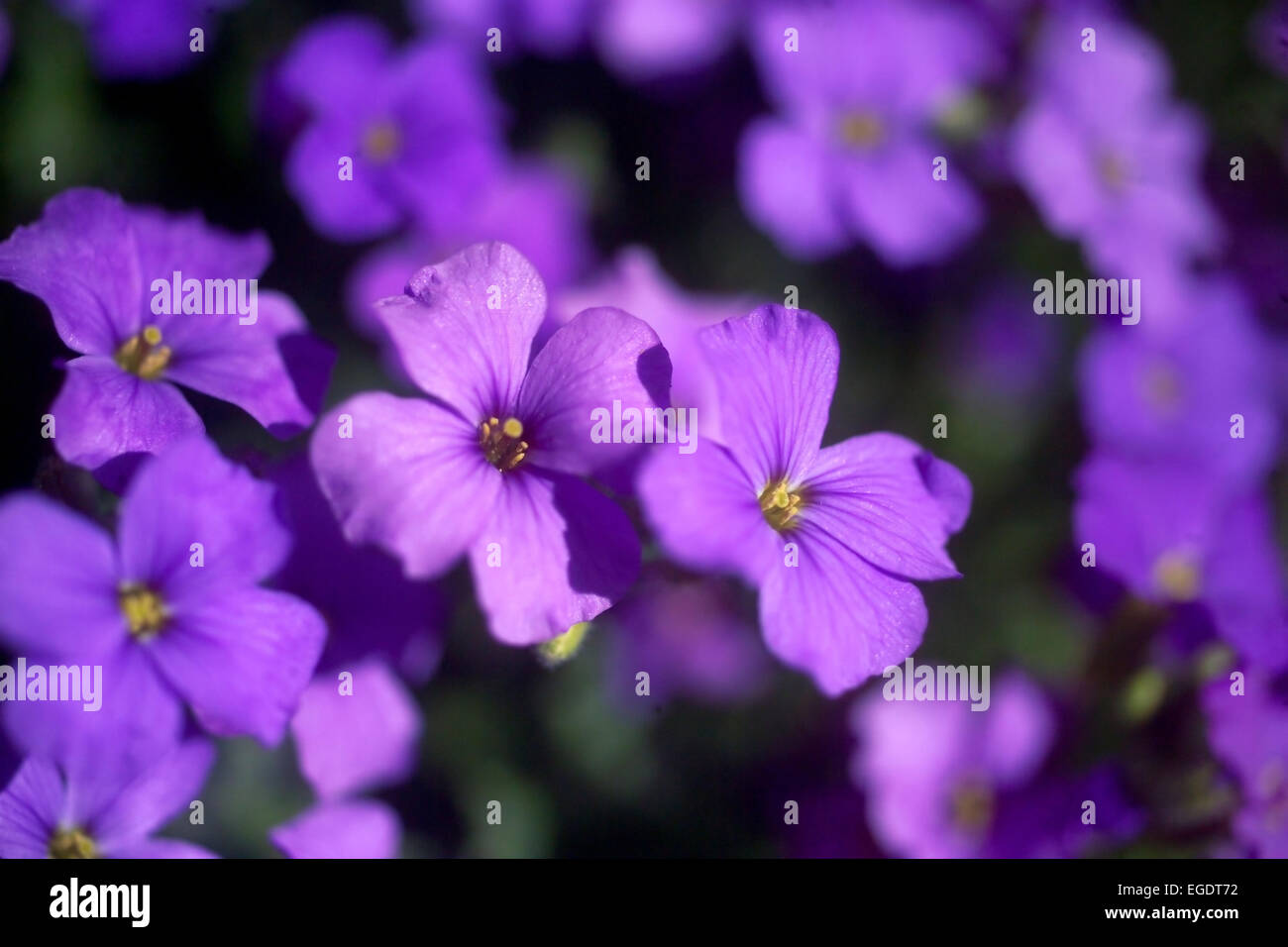 Aubretia Flower Stock Photos & Aubretia Flower Stock Images - Alamy
