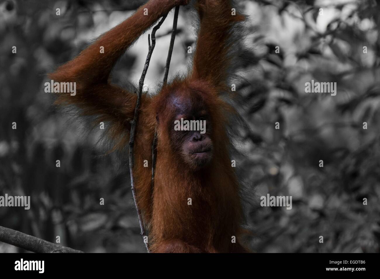 Orangutan intelligence hi-res stock photography and images - Alamy