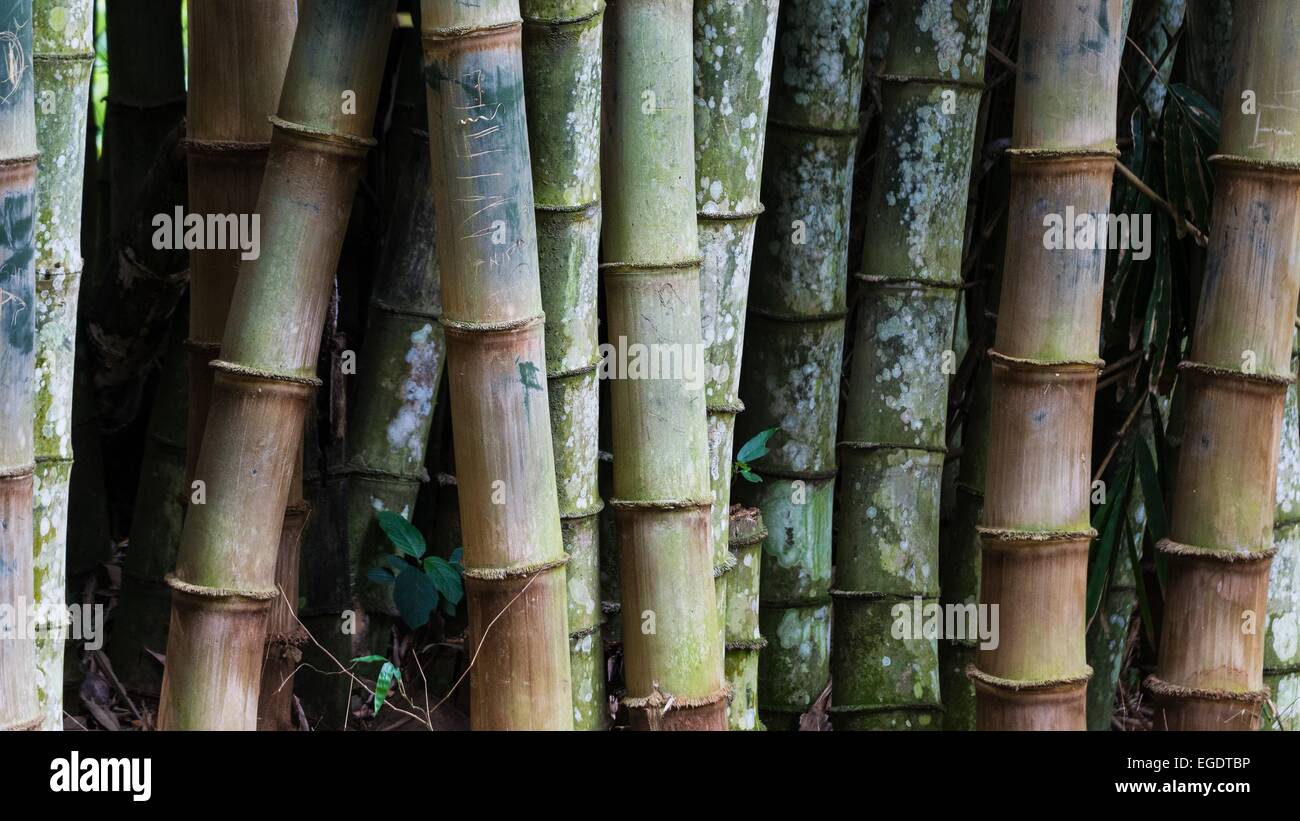 Bamboo forest japan hi-res stock photography and images - Alamy