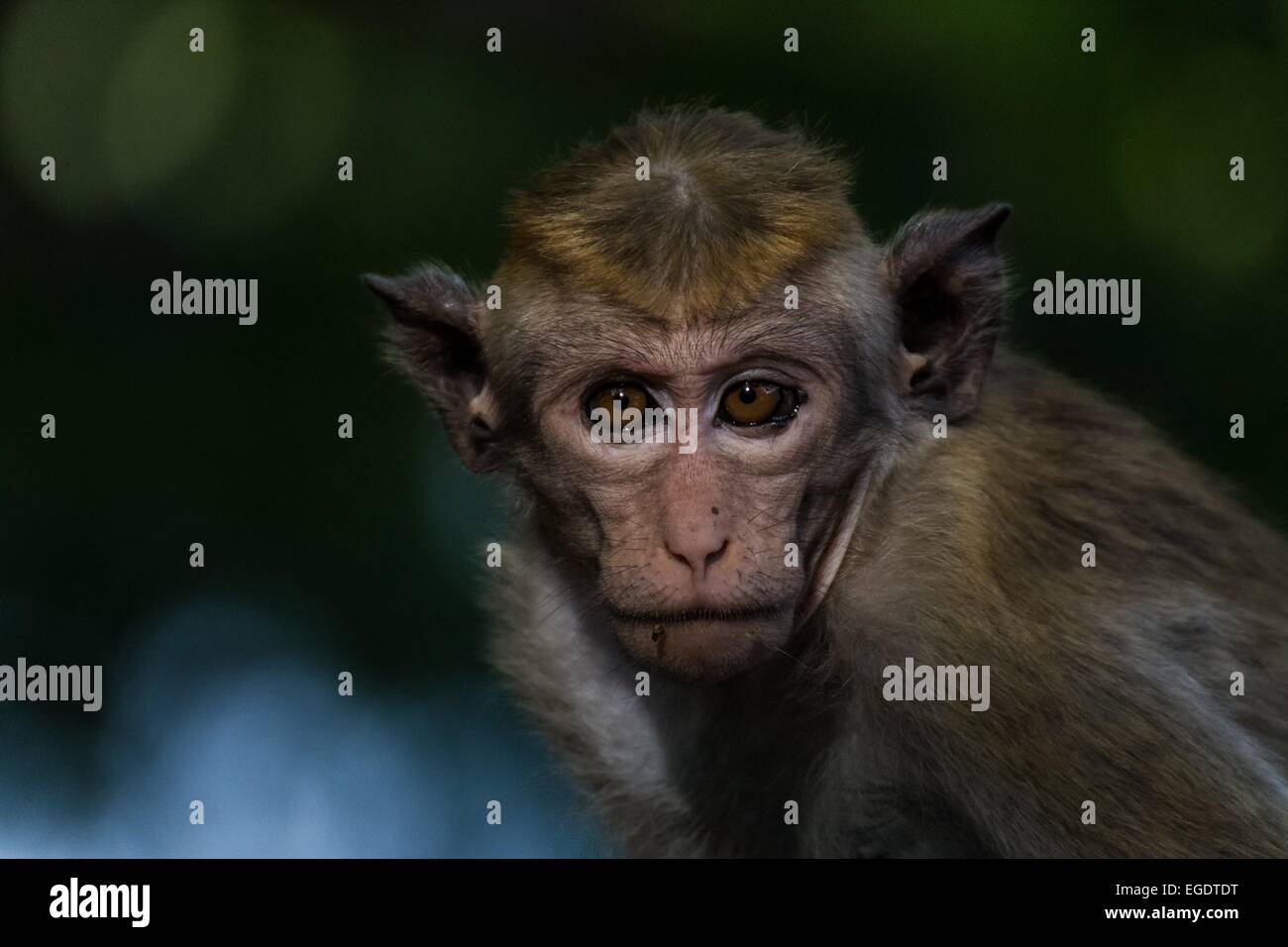 Monkey Human High Resolution Stock Photography and Images - Alamy