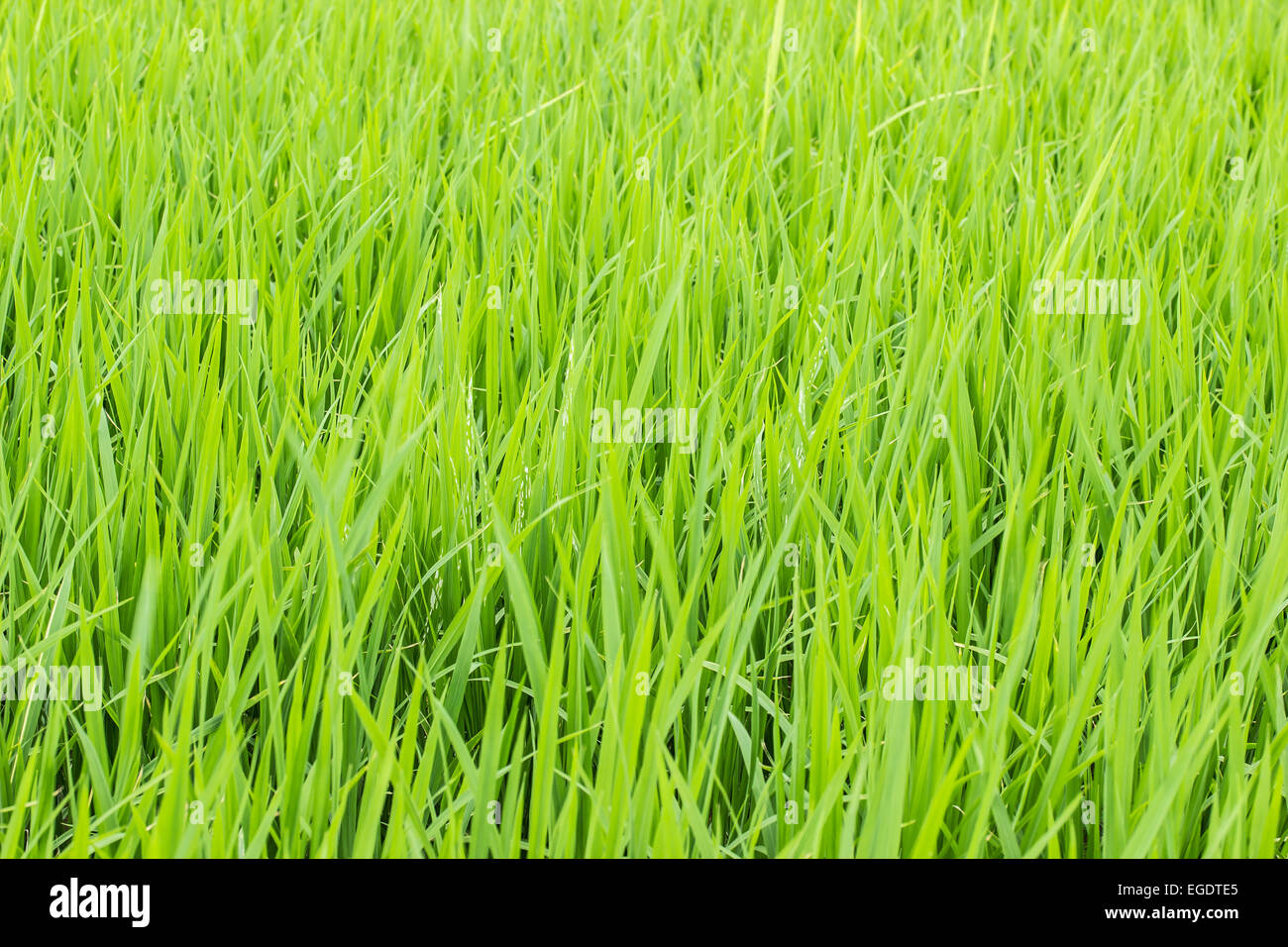 Green rice field seedlings hi-res stock photography and images - Alamy