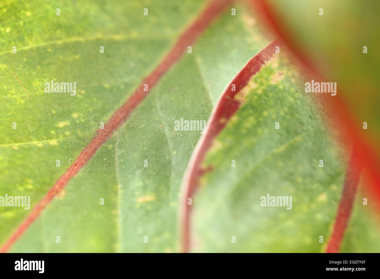 Natural leaf pattern hi-res stock photography and images - Alamy