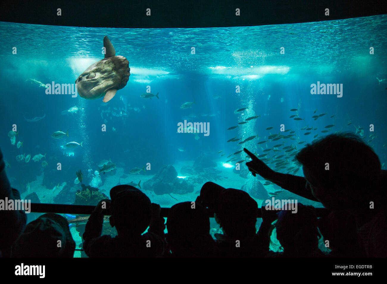 People admiring the fish in the Oceanario de Lisboa aquarium at Parque ...