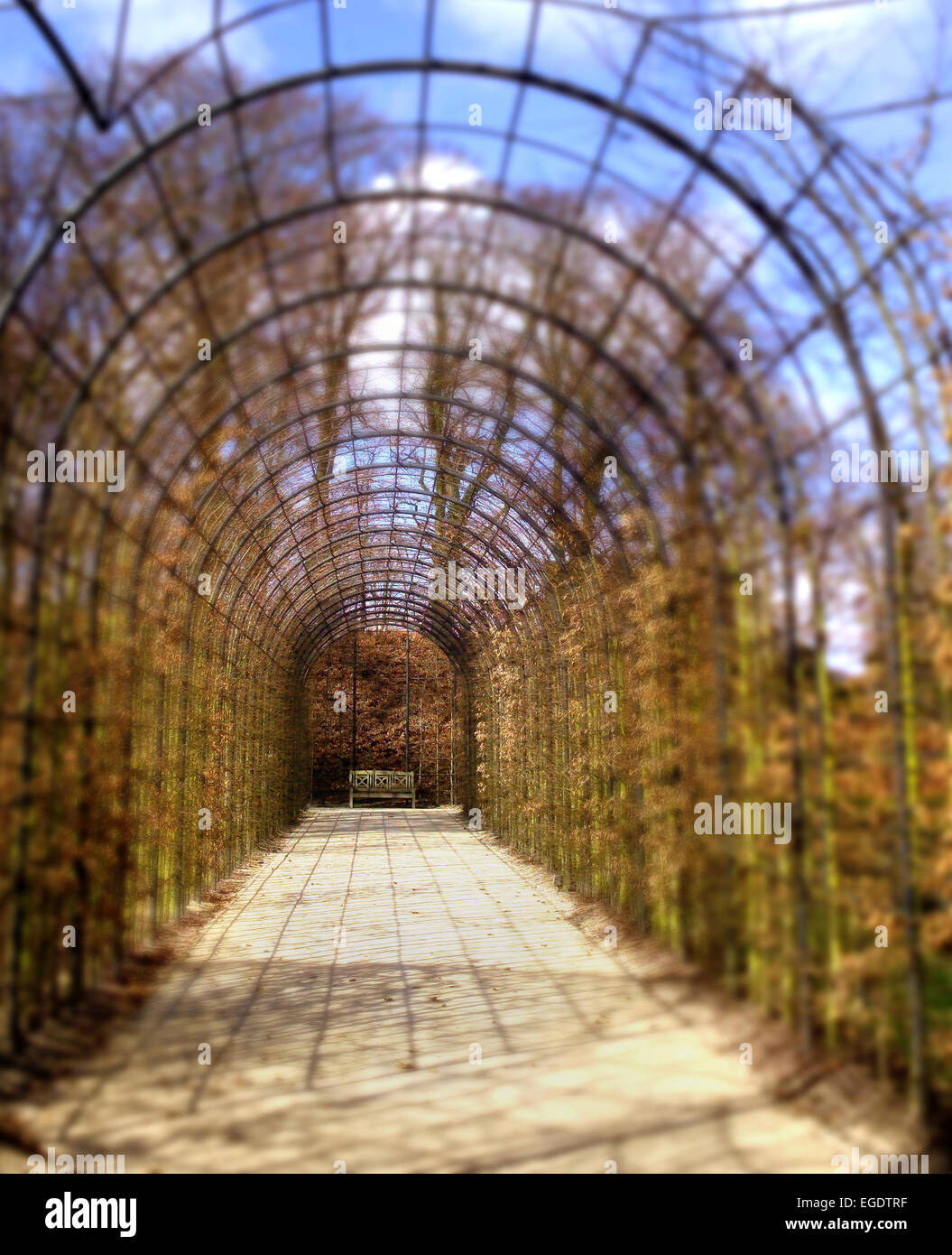 Tunnel hedge hi-res stock photography and images - Alamy