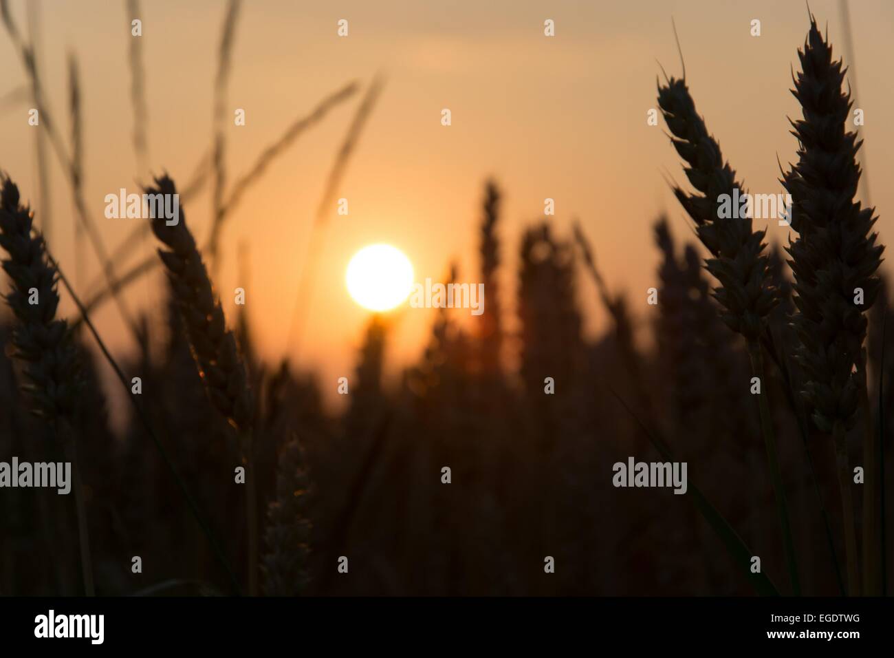 Wheatfield background hi-res stock photography and images - Alamy