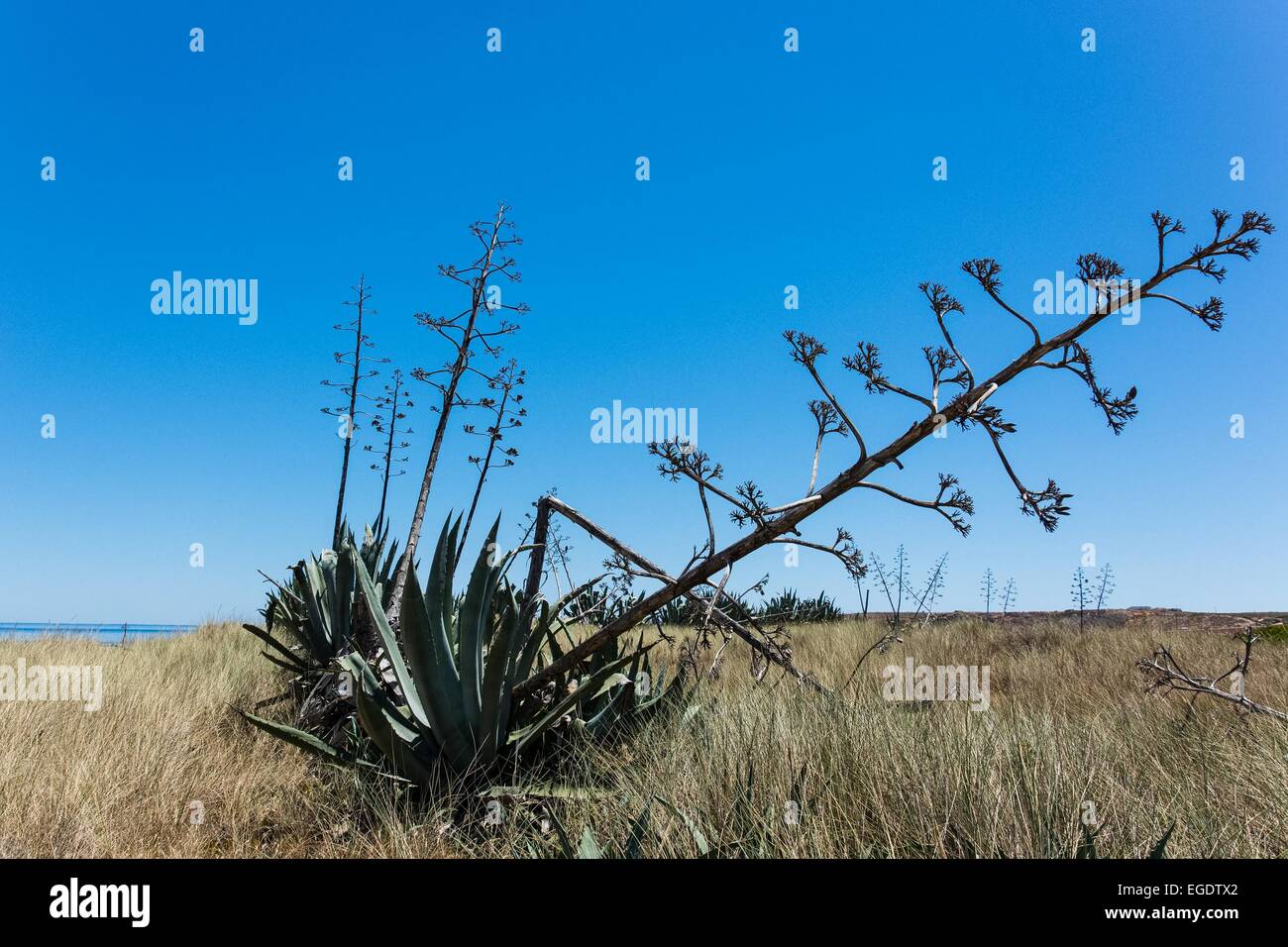 In portugal agave hi-res stock photography and images - Alamy