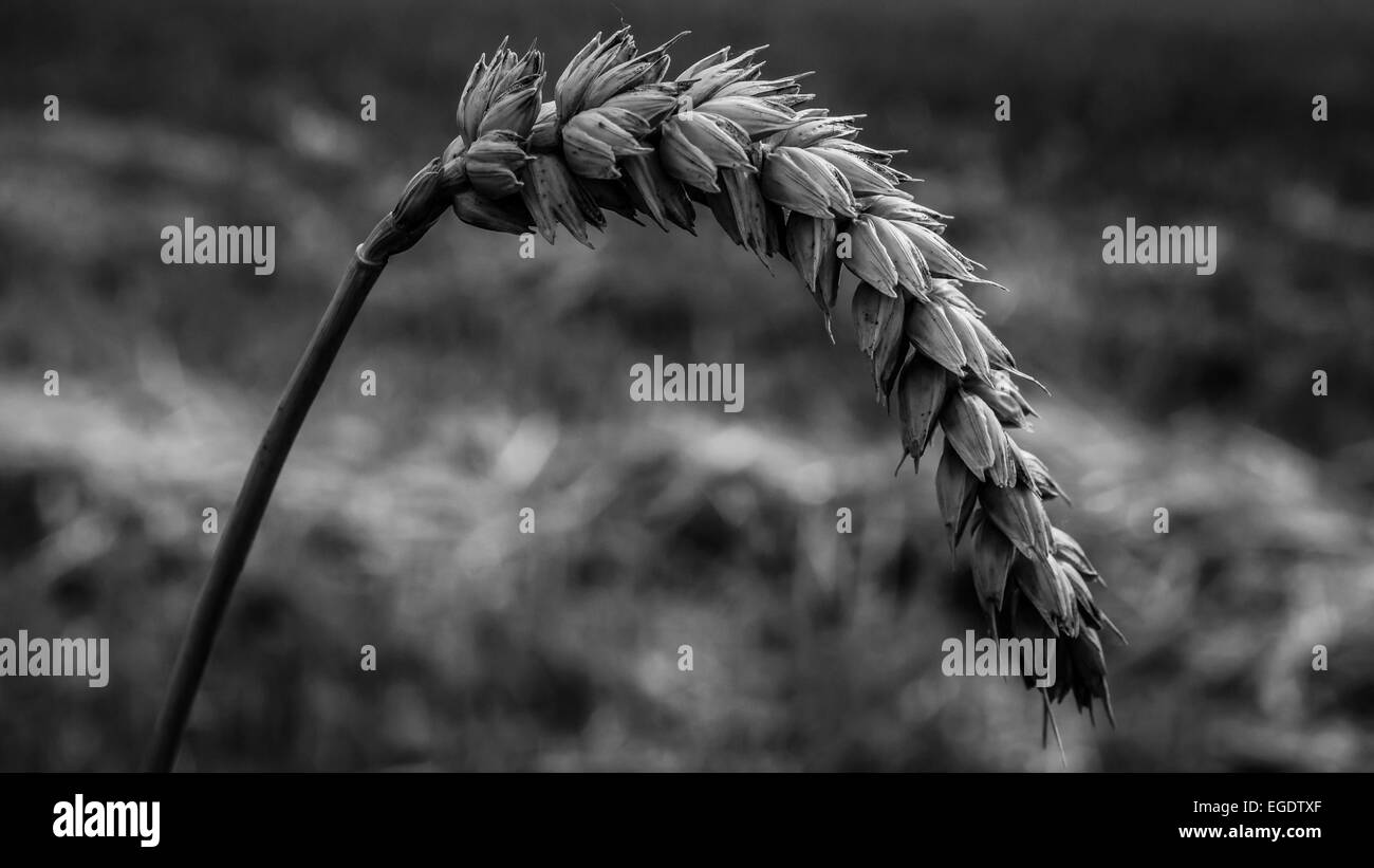 Close up field wheat Black and White Stock Photos & Images - Alamy