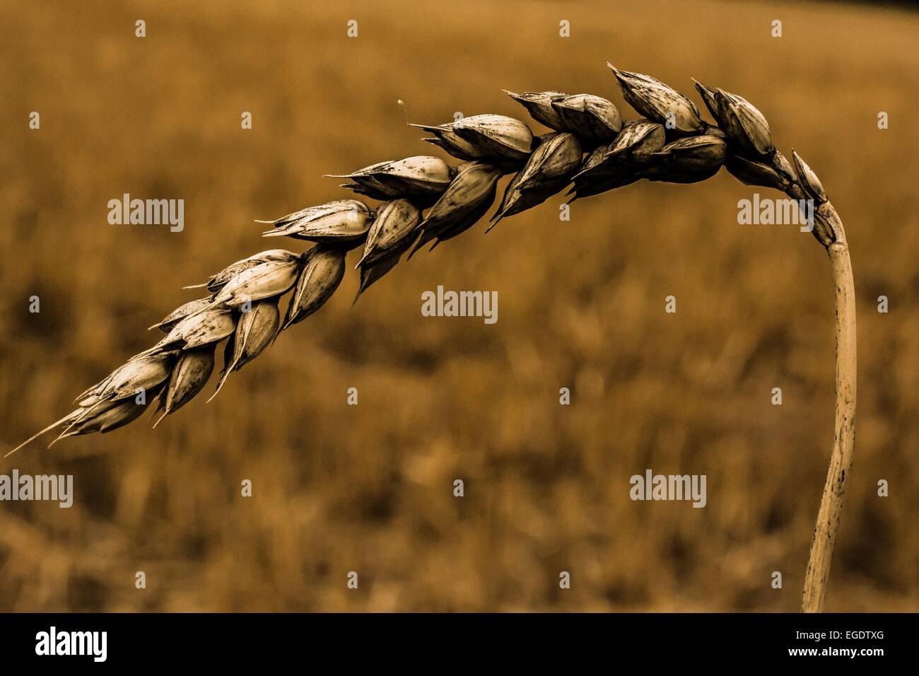 Rich wheat hi-res stock photography and images - Alamy