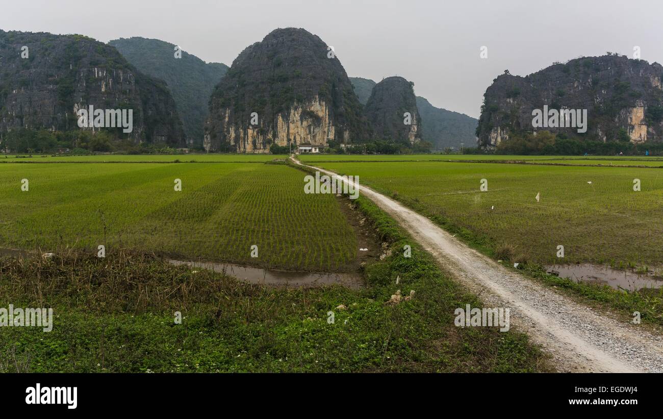 Rice fields in Vietnam limestone area Stock Photo - Alamy