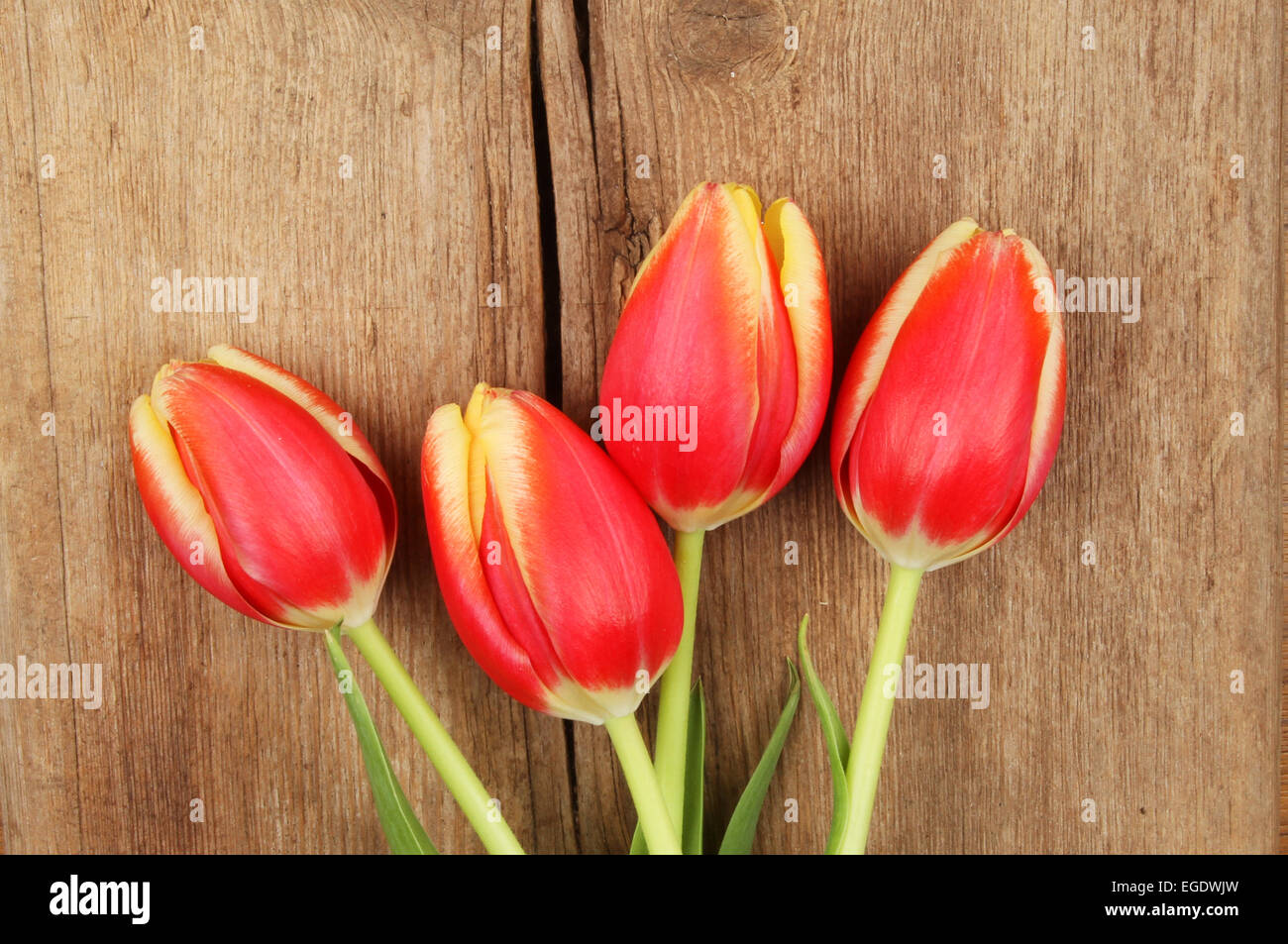 Old tulip hi-res stock photography and images - Alamy