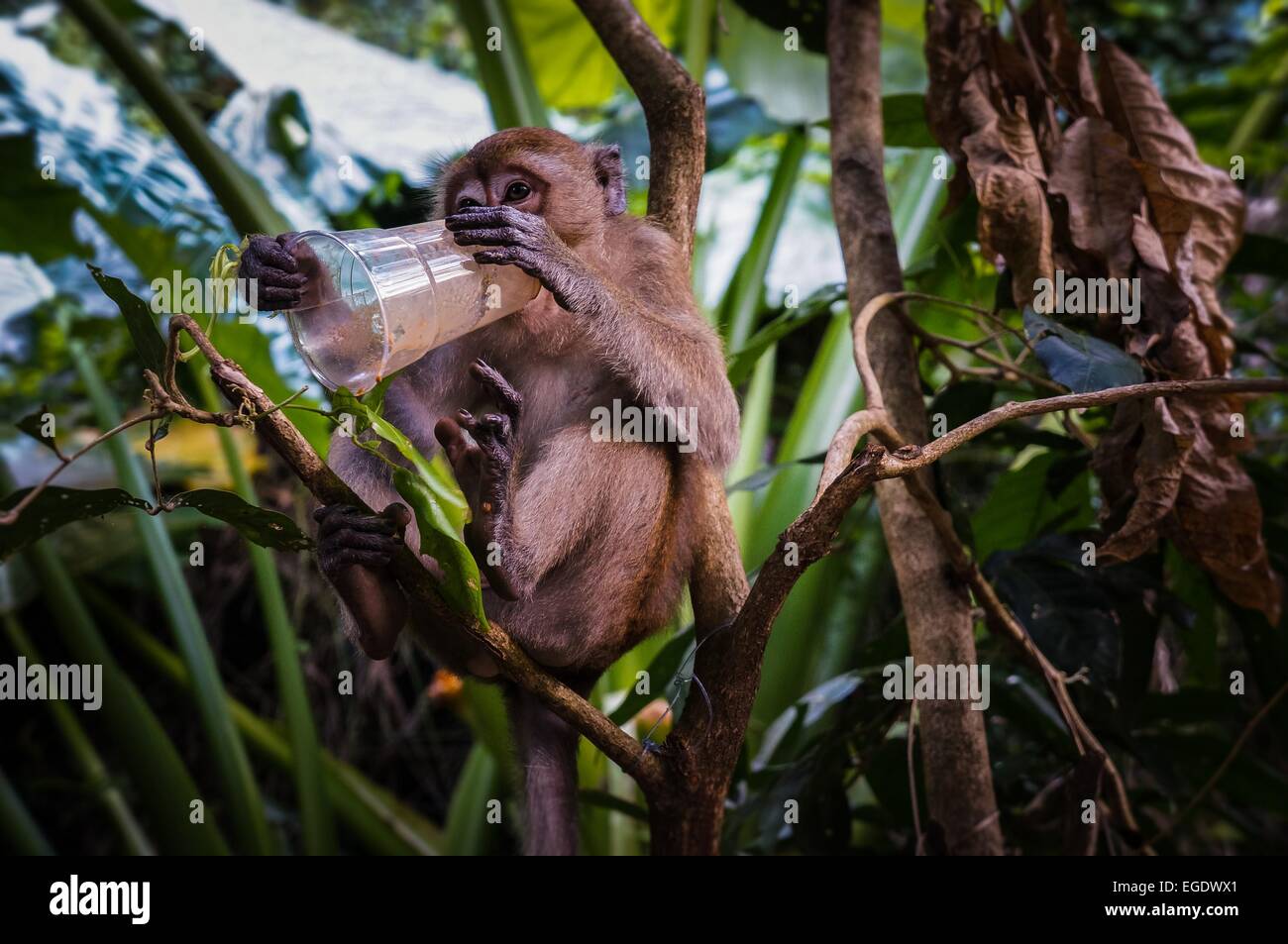 a monkey eating trash thrown away by humans Stock Photo - Alamy