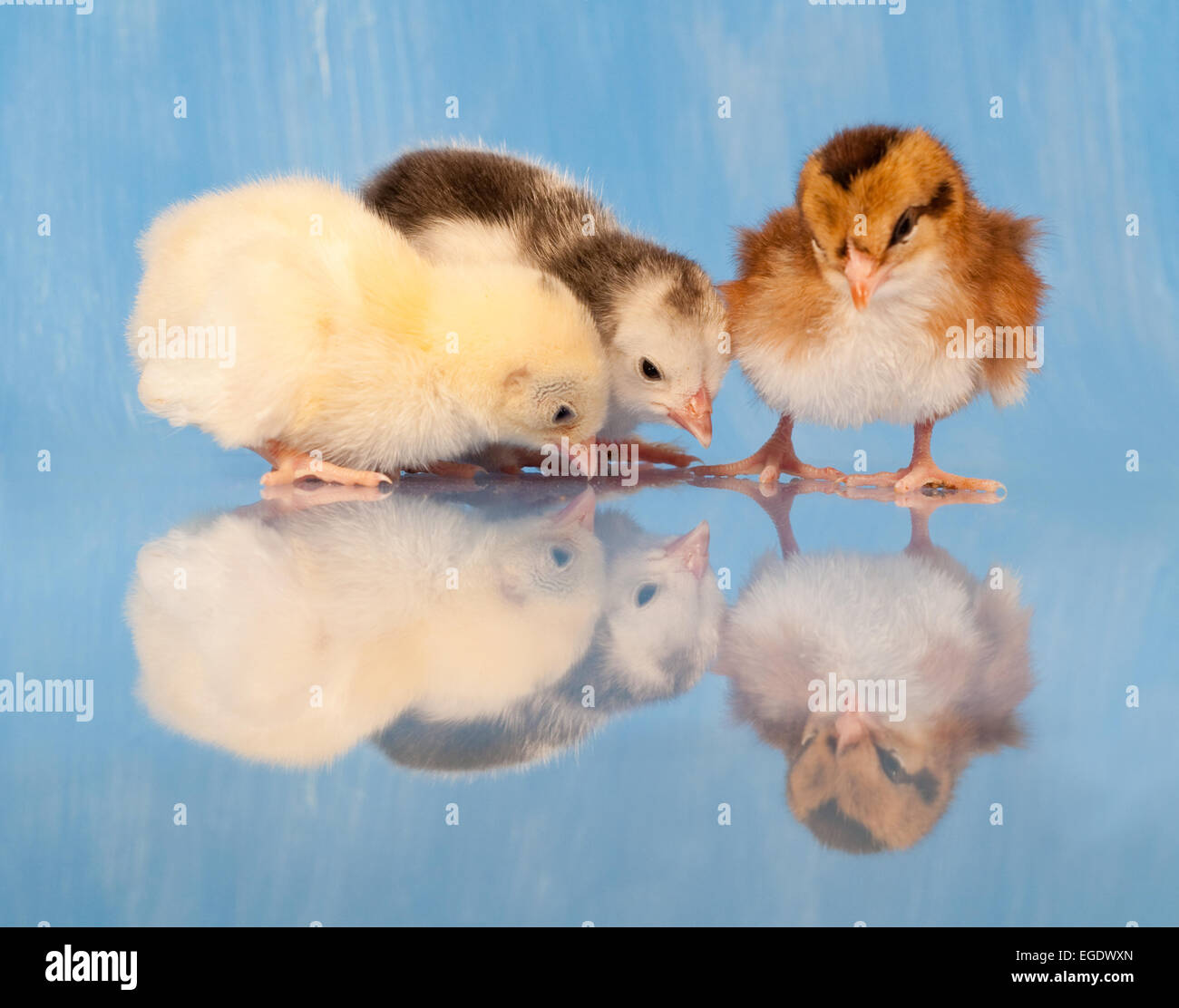 Three colorful easter chicks pecking on their reflections Stock Photo ...