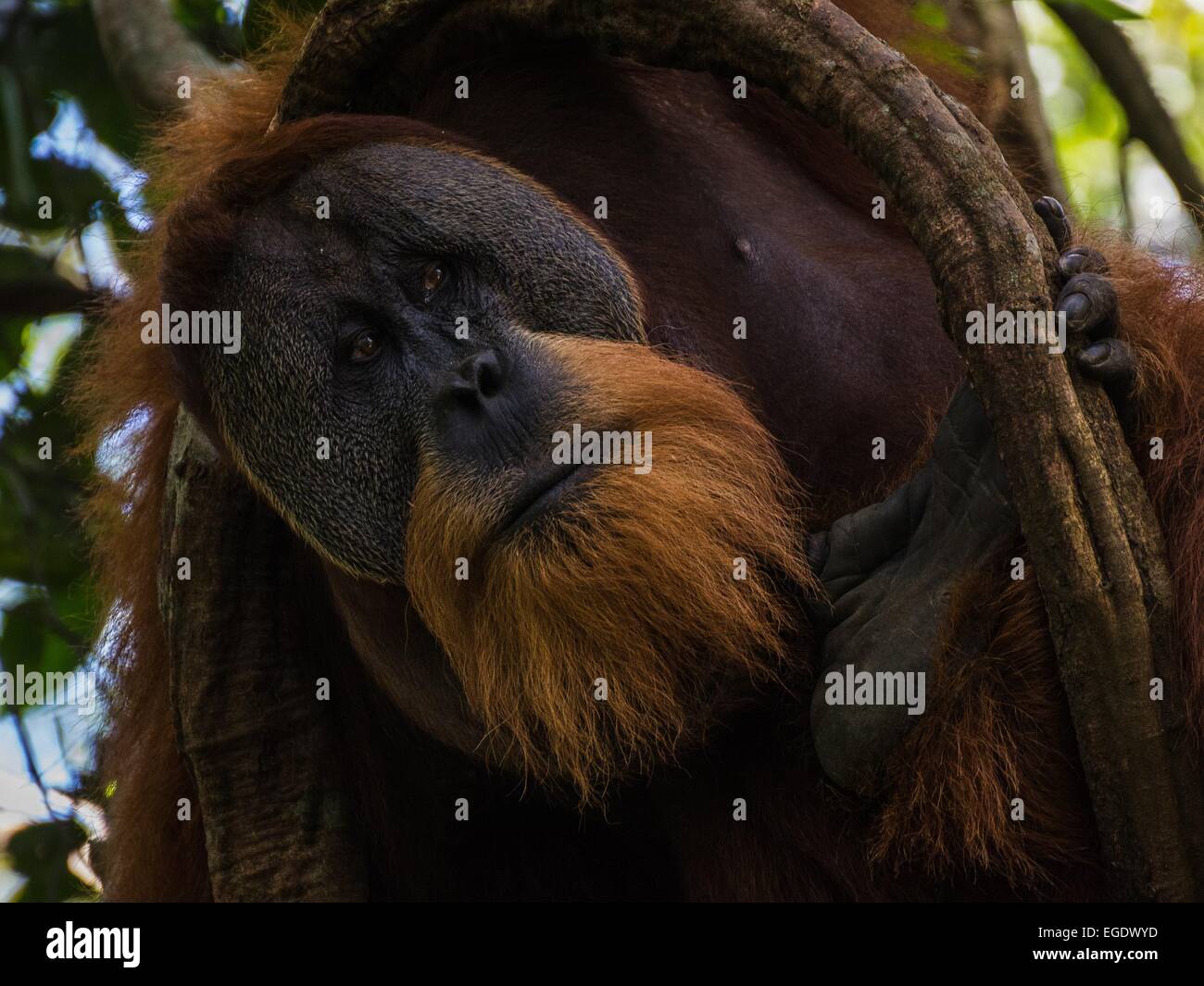 a wild-living orangutan in the sumatran jungle Stock Photo - Alamy
