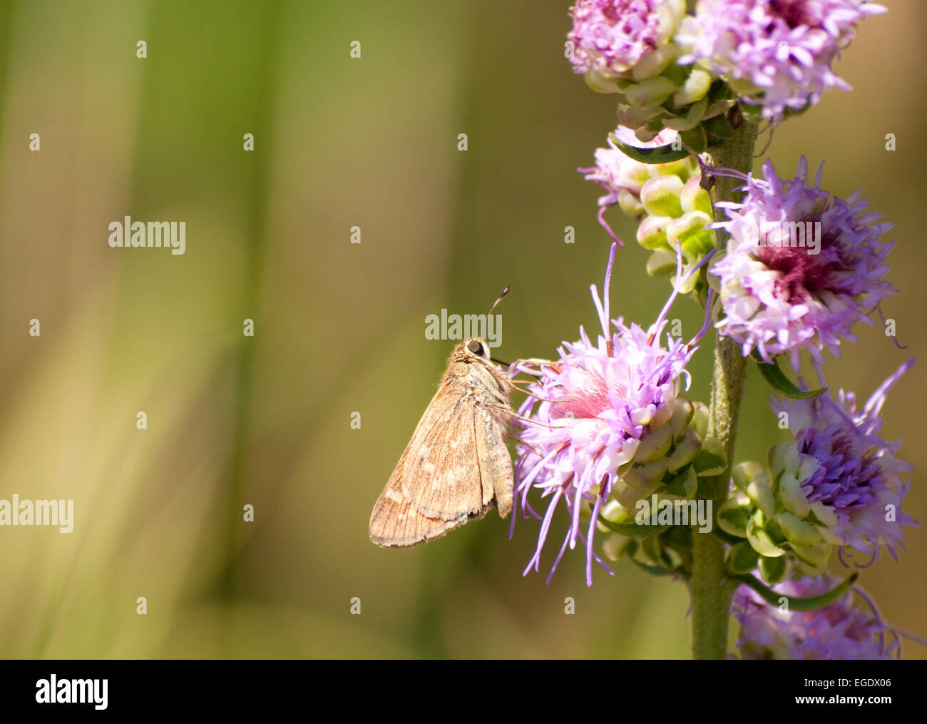 Tiny Skipper butterfly feeding on a delicate purple flower Stock Photo ...