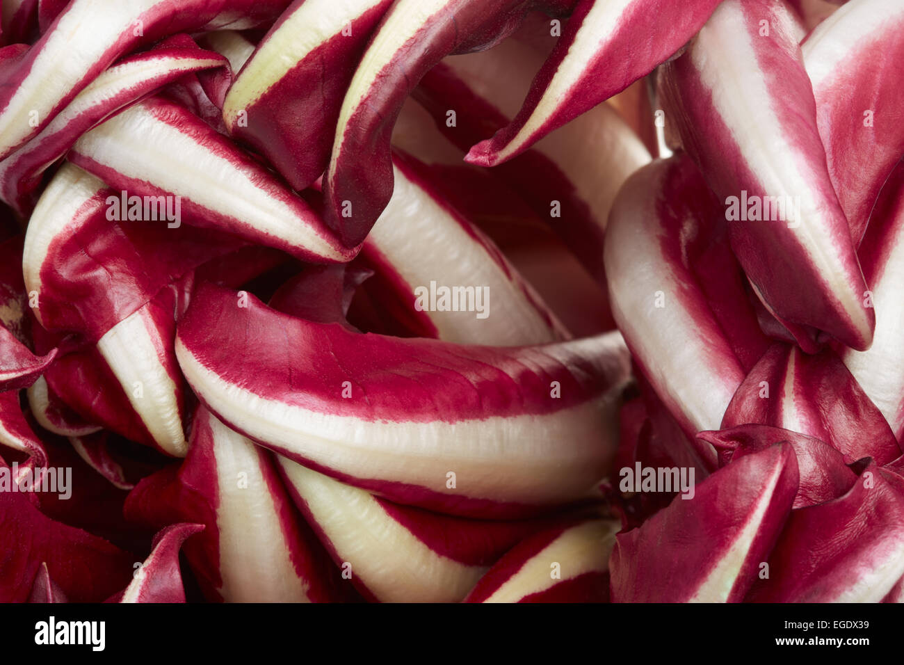 Radicchio, red Treviso chicory leaves background Stock Photo - Alamy