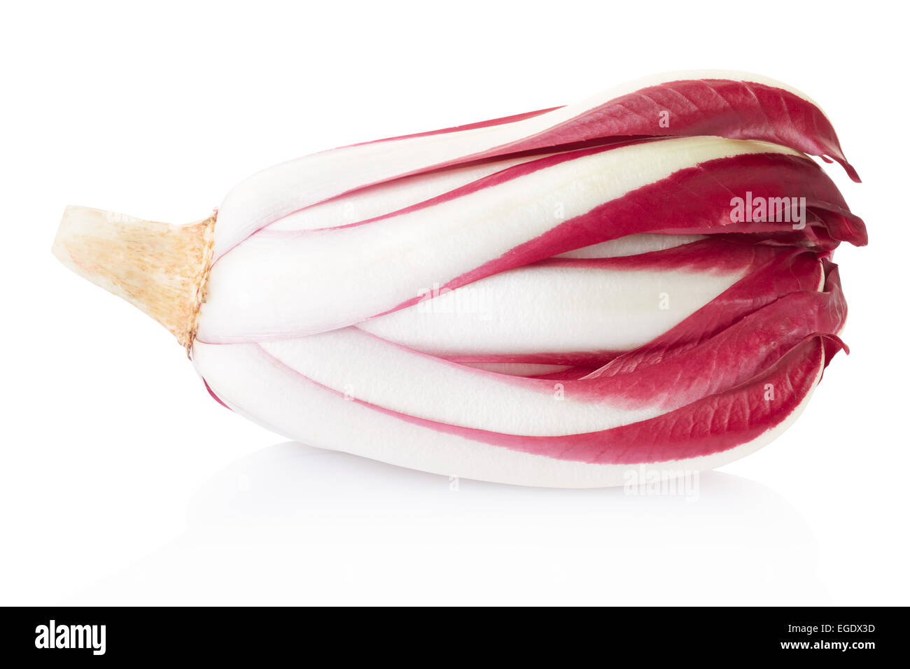 Radicchio, red Treviso chicory isolated on white, clipping path ...