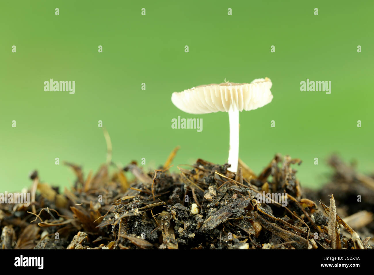 Wild mushrooms on nature hi-res stock photography and images - Alamy