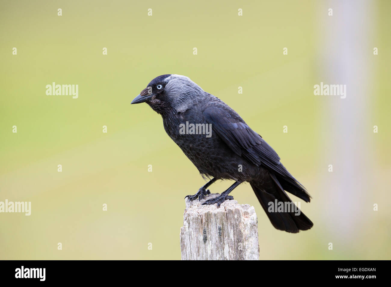 Jackdaw, Corvus monedula, Spiekeroog Island, Nationalpark, North Sea ...