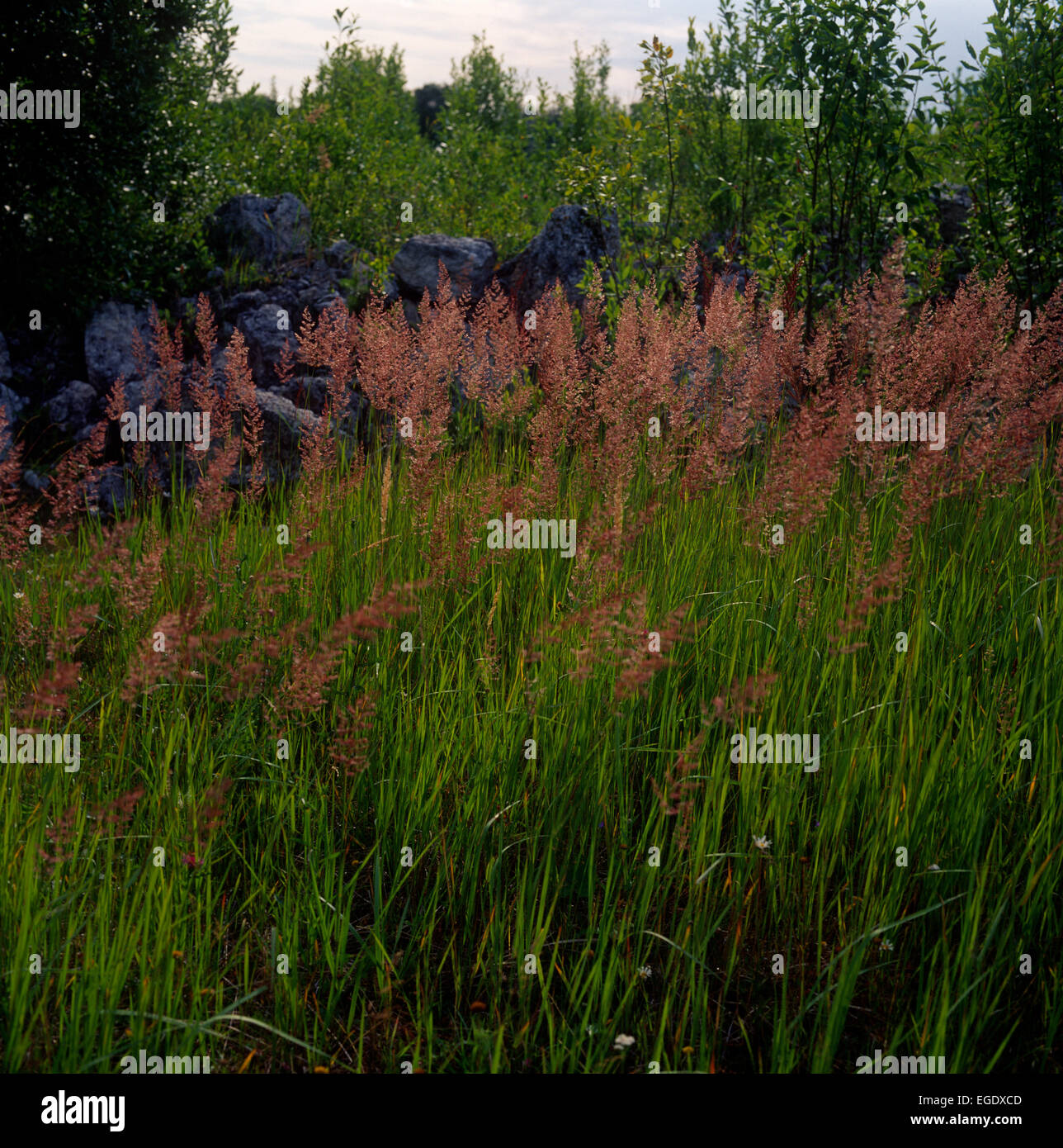 Bush grass hi-res stock photography and images - Alamy