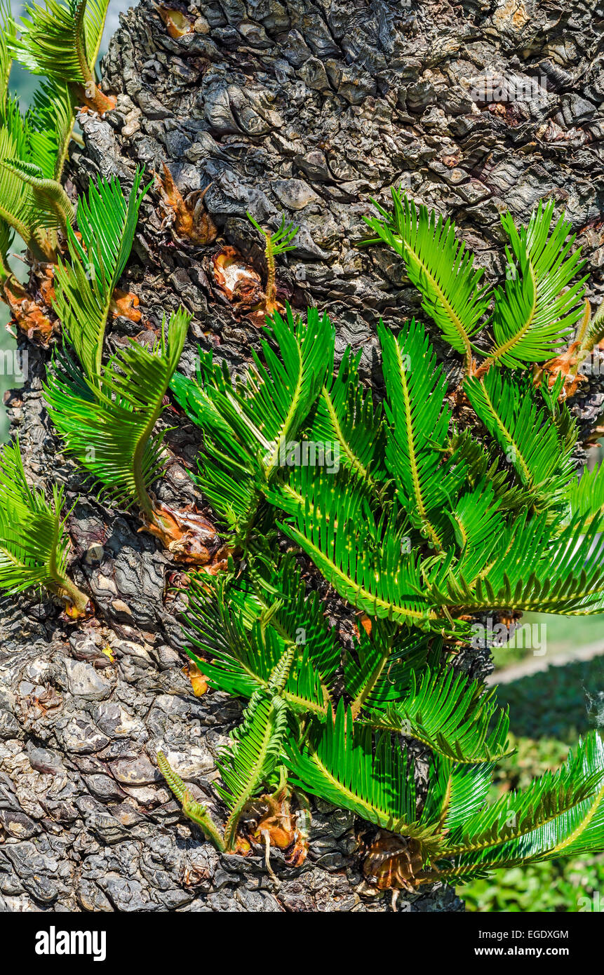 Cycad tree hi-res stock photography and images - Alamy