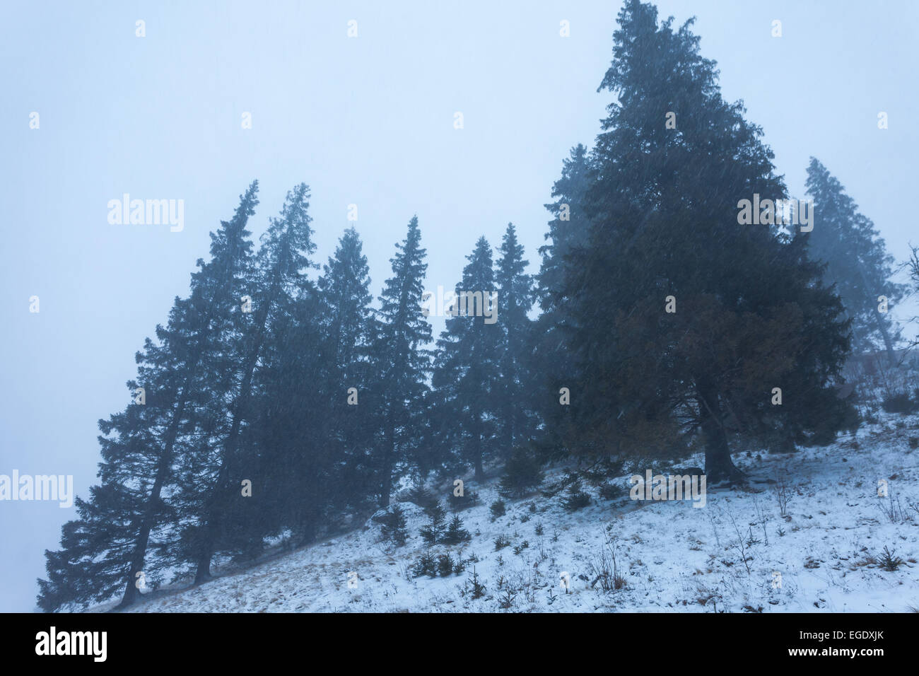 Snowstorm. Winter in the mountains. The Ukraine Stock Photo - Alamy