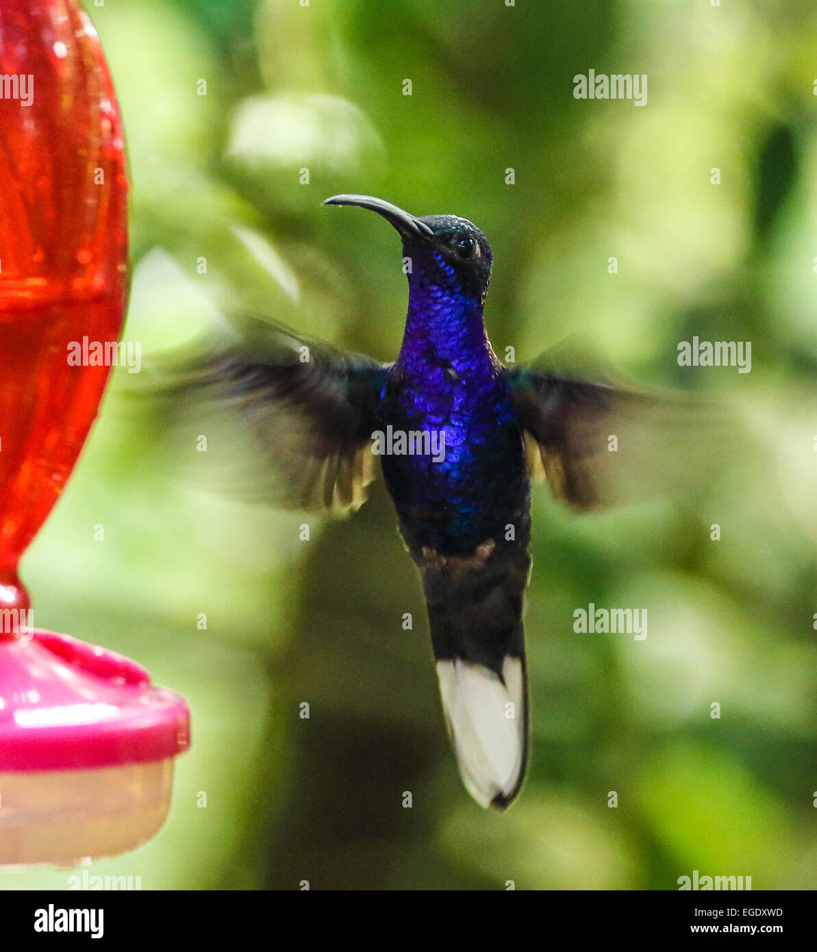 Blue Purple Hummingbird