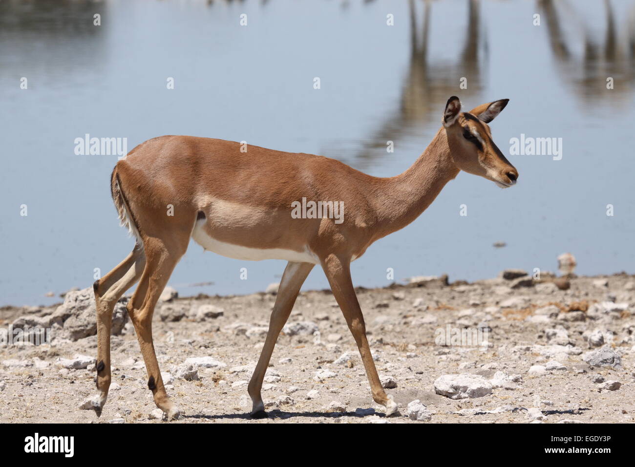 Impala at a waterhole in Namibia Stock Photo - Alamy