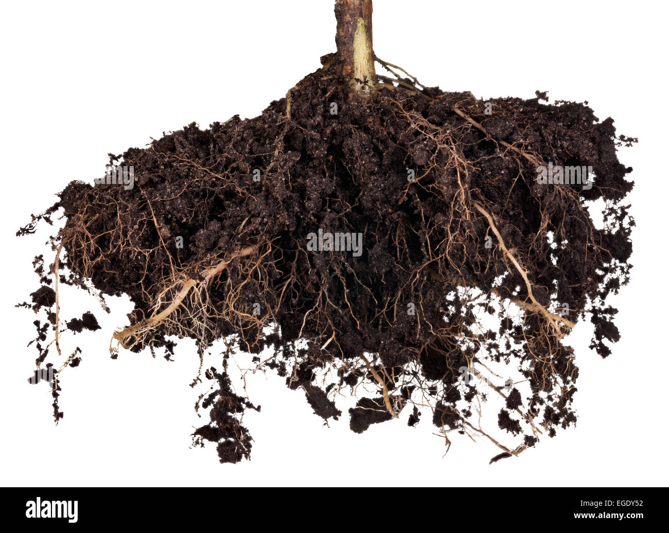Whole tree and roots hi-res stock photography and images - Alamy