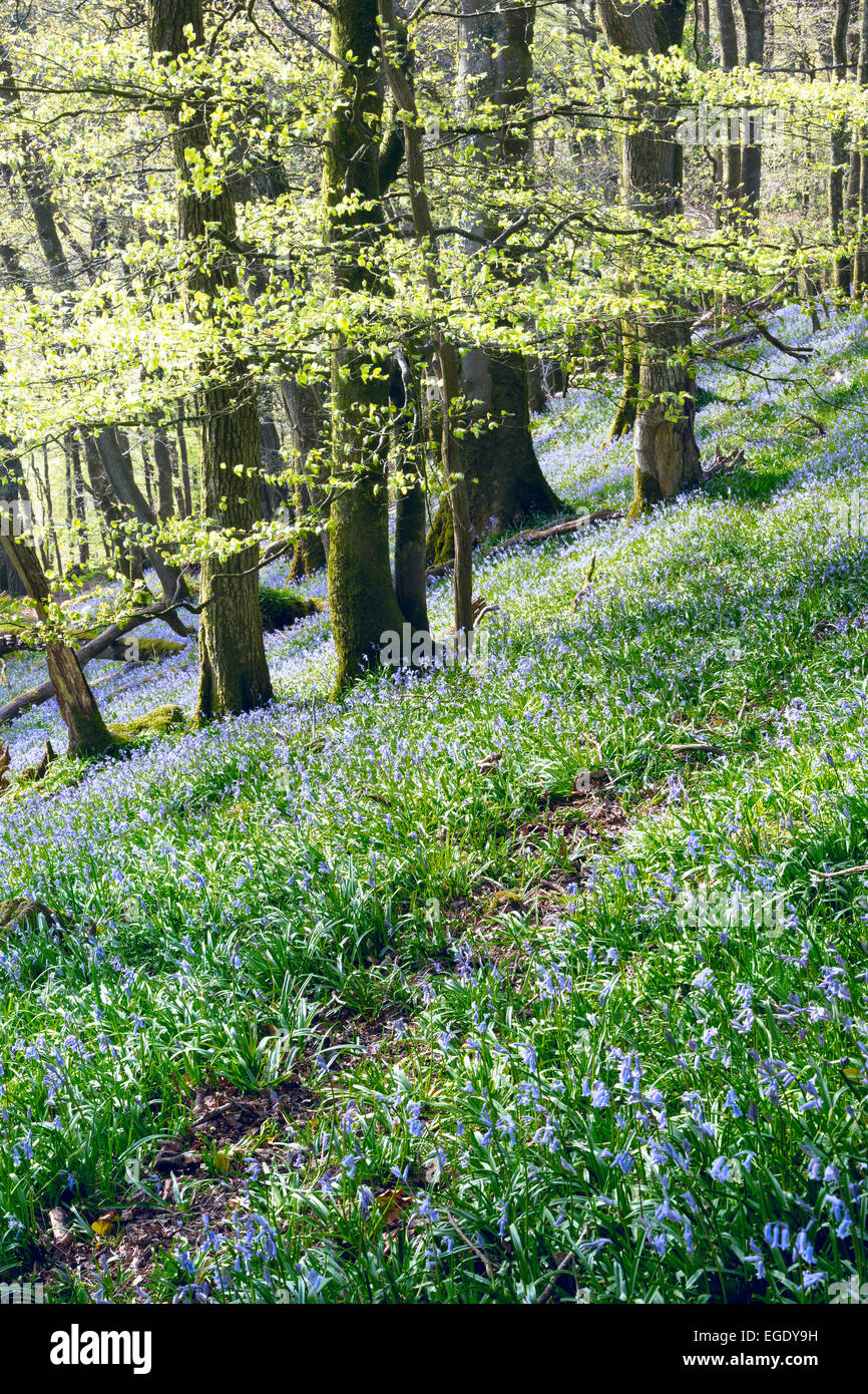 Bluebells Burrator woods near Sheepstor Dartmoor National Park Devon Uk ...