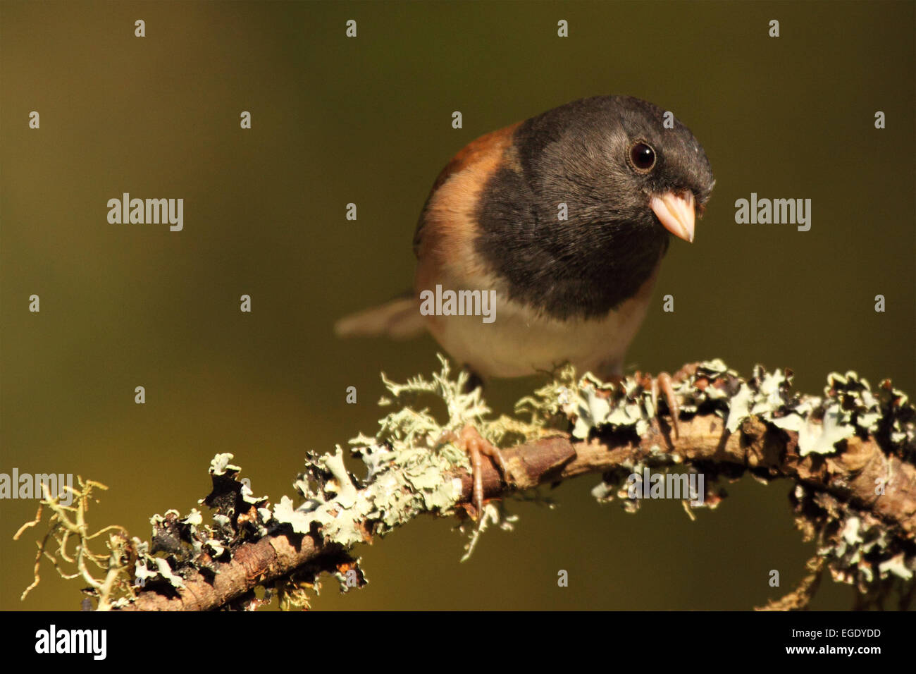 A Junco looking down below Stock Photo - Alamy