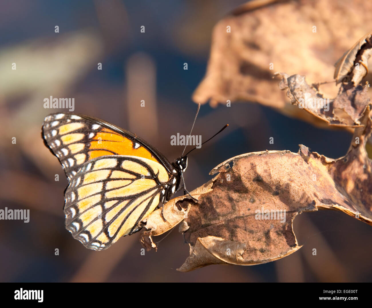 Opposites in nature - beautiful Viceroy butterfly resting on a dead ...