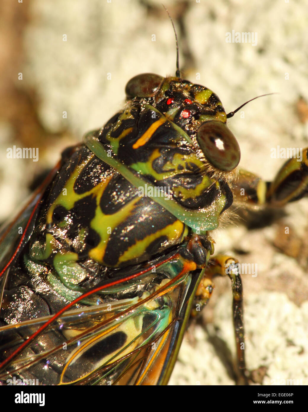 Chorus cicada hi-res stock photography and images - Alamy