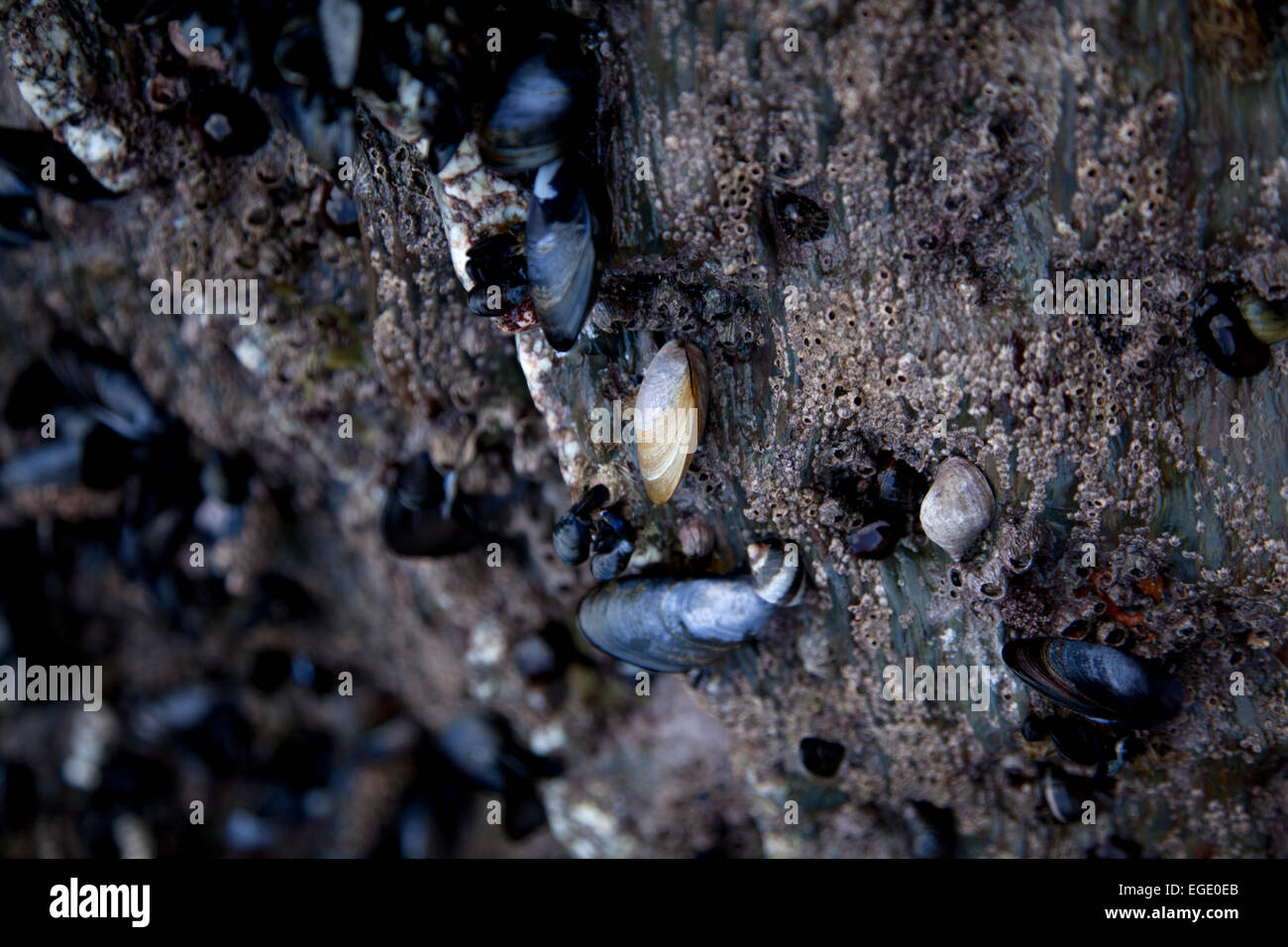 Forage for mussels hi-res stock photography and images - Alamy