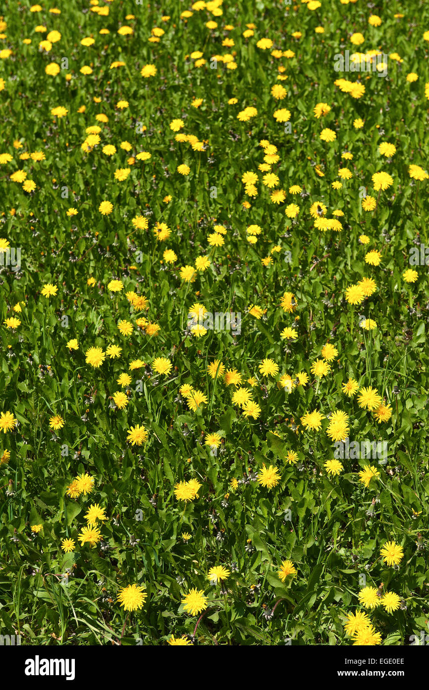 Sunny bank of dandelion covered meadow marks the start of the summer ...