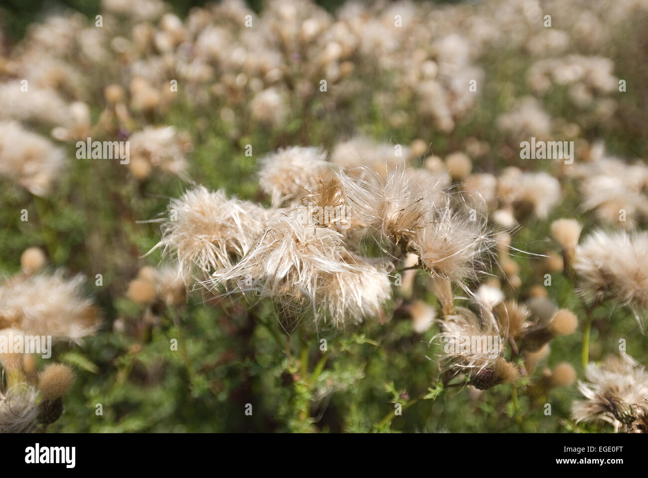 Creeping plants summer border hi-res stock photography and images - Alamy